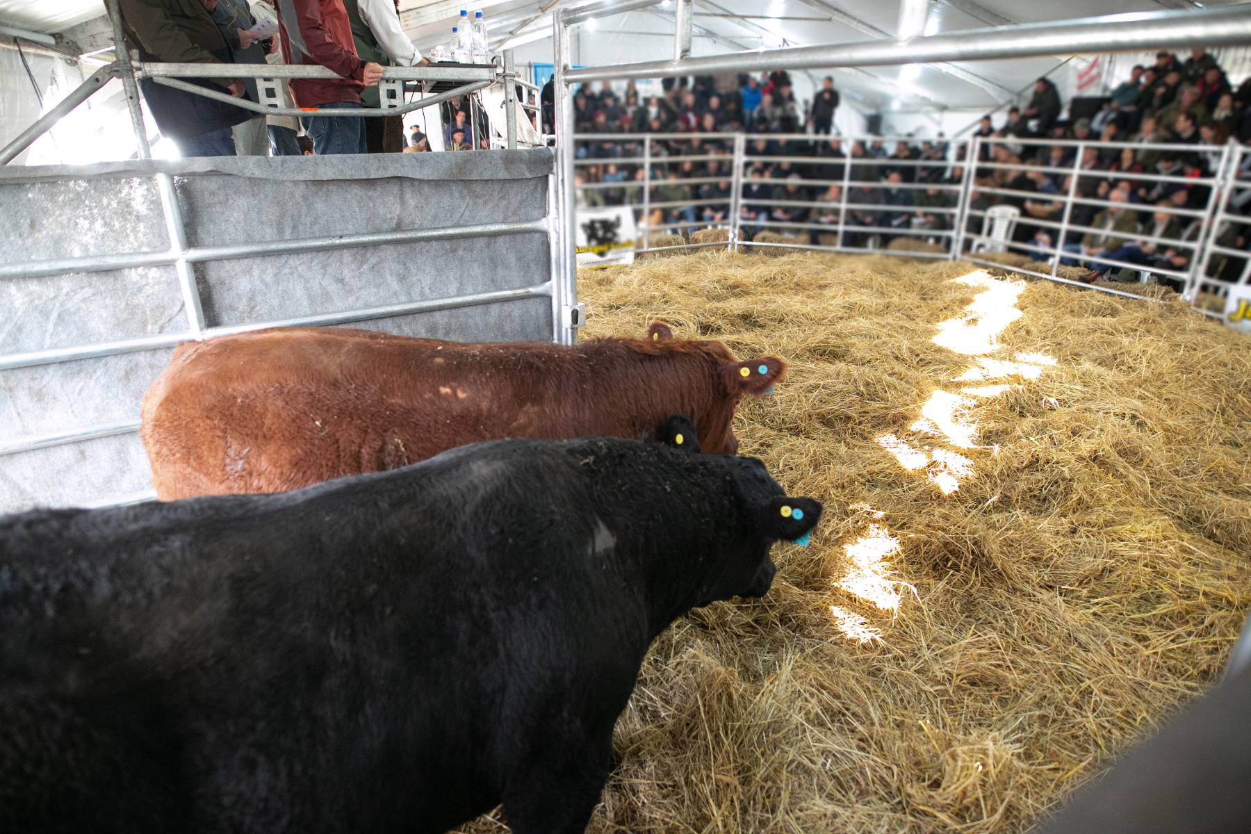 How Not to Act in the Sale Barn - Grit